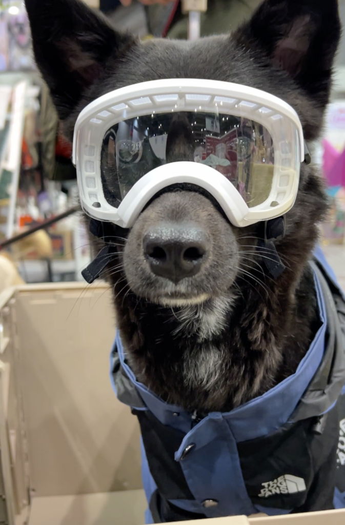 Blind Dog Goggles: The Essential Protection for Vision-Impaired Dogs