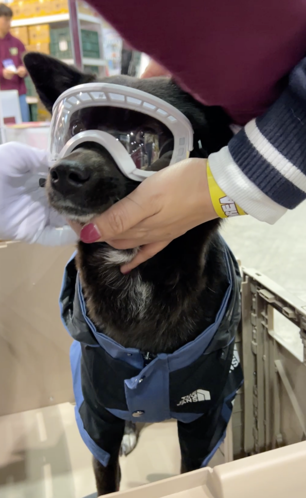 Blind Dog Goggles: The Essential Protection for Vision-Impaired Dogs