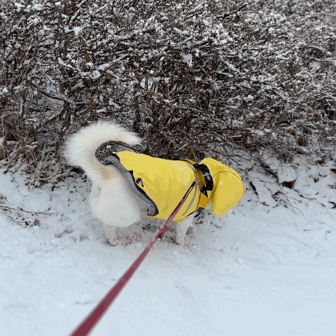 Dog Snow Goggles: Protect Your Dog’s Eyes in Winter