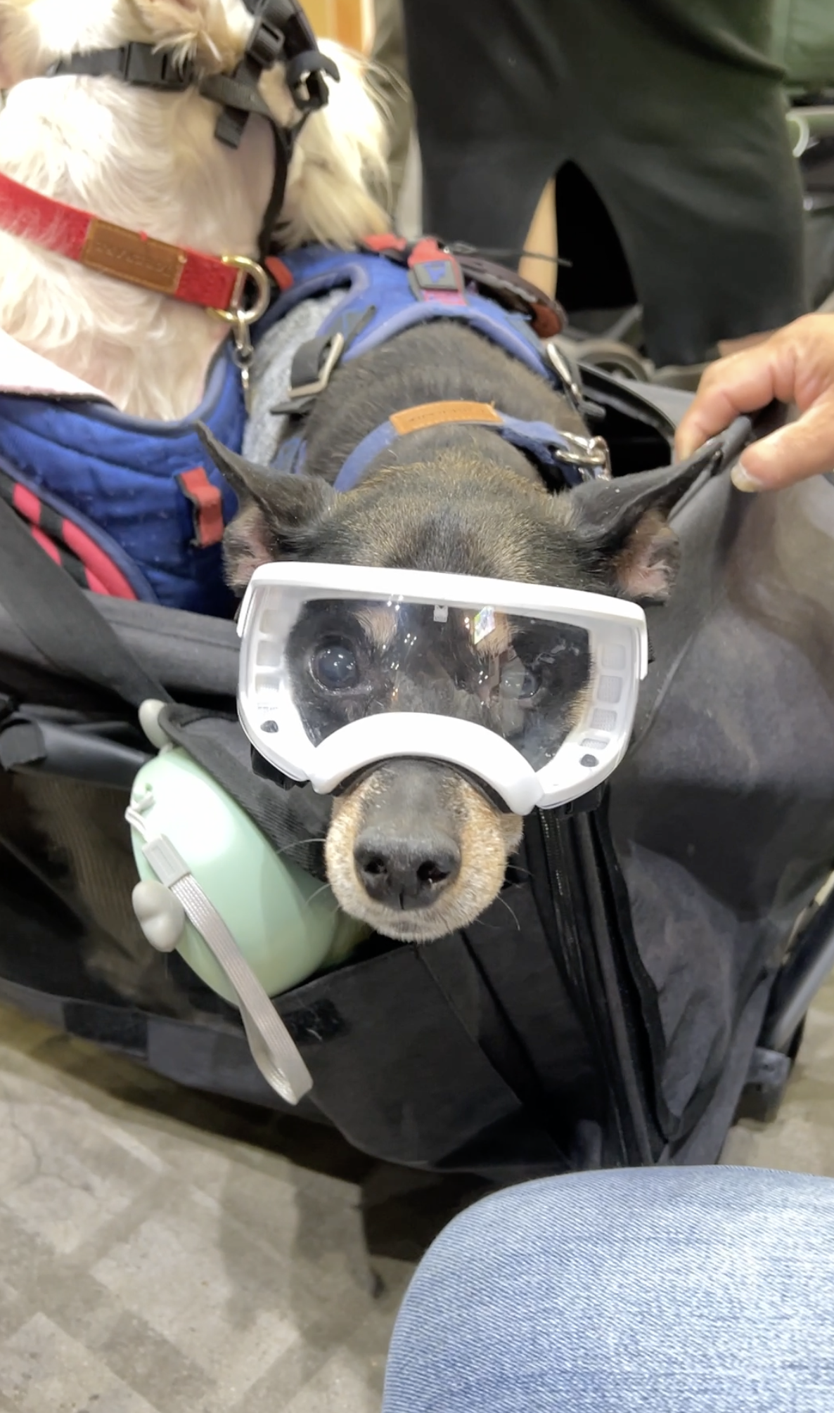 Glasses for Dogs with Cataracts | Protect Their Vision