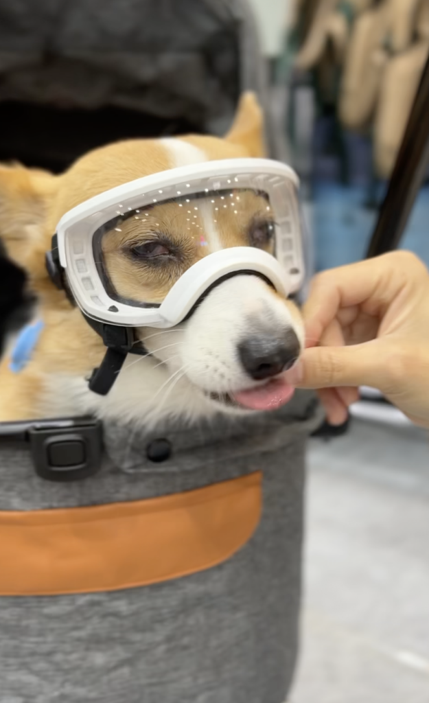 KCS Dry Eye in Dogs: Reduce Eye Drops with Goggles