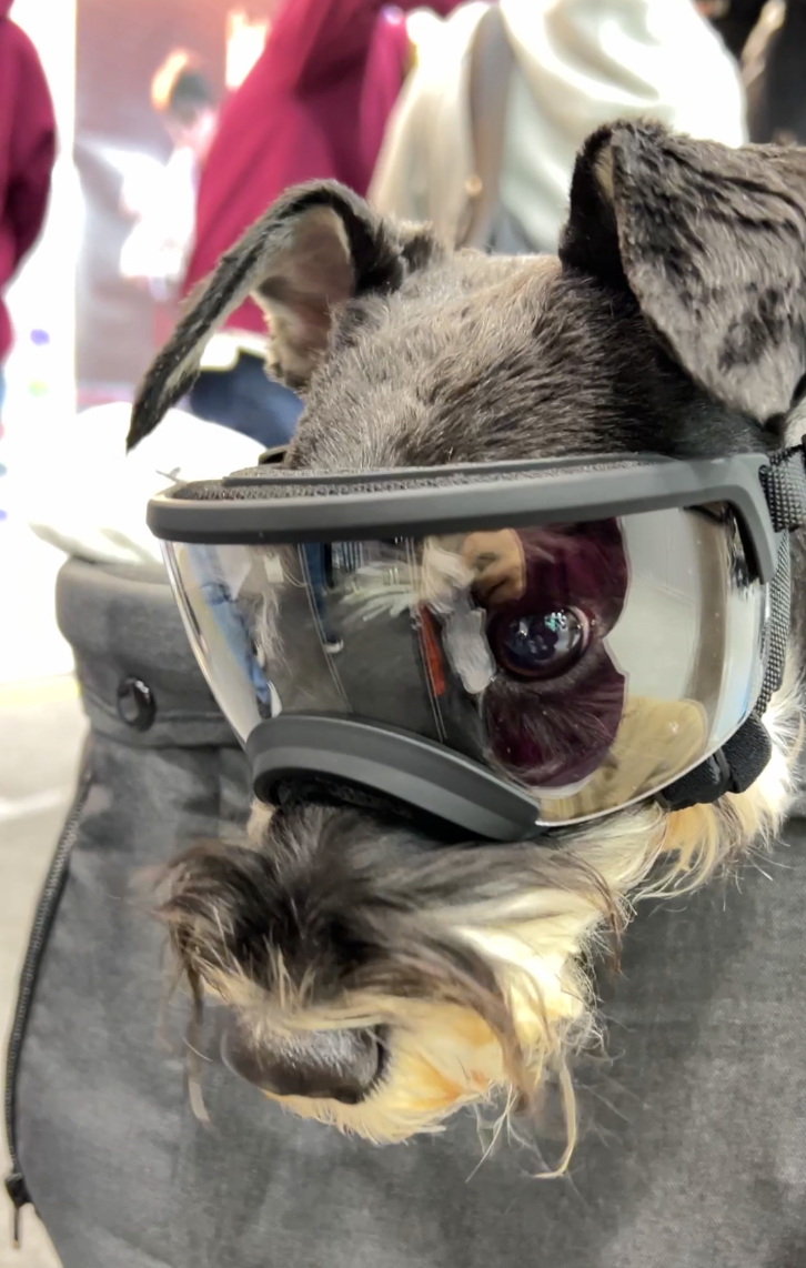 How to Support a Visually Impaired Dog After Sudden Blindness